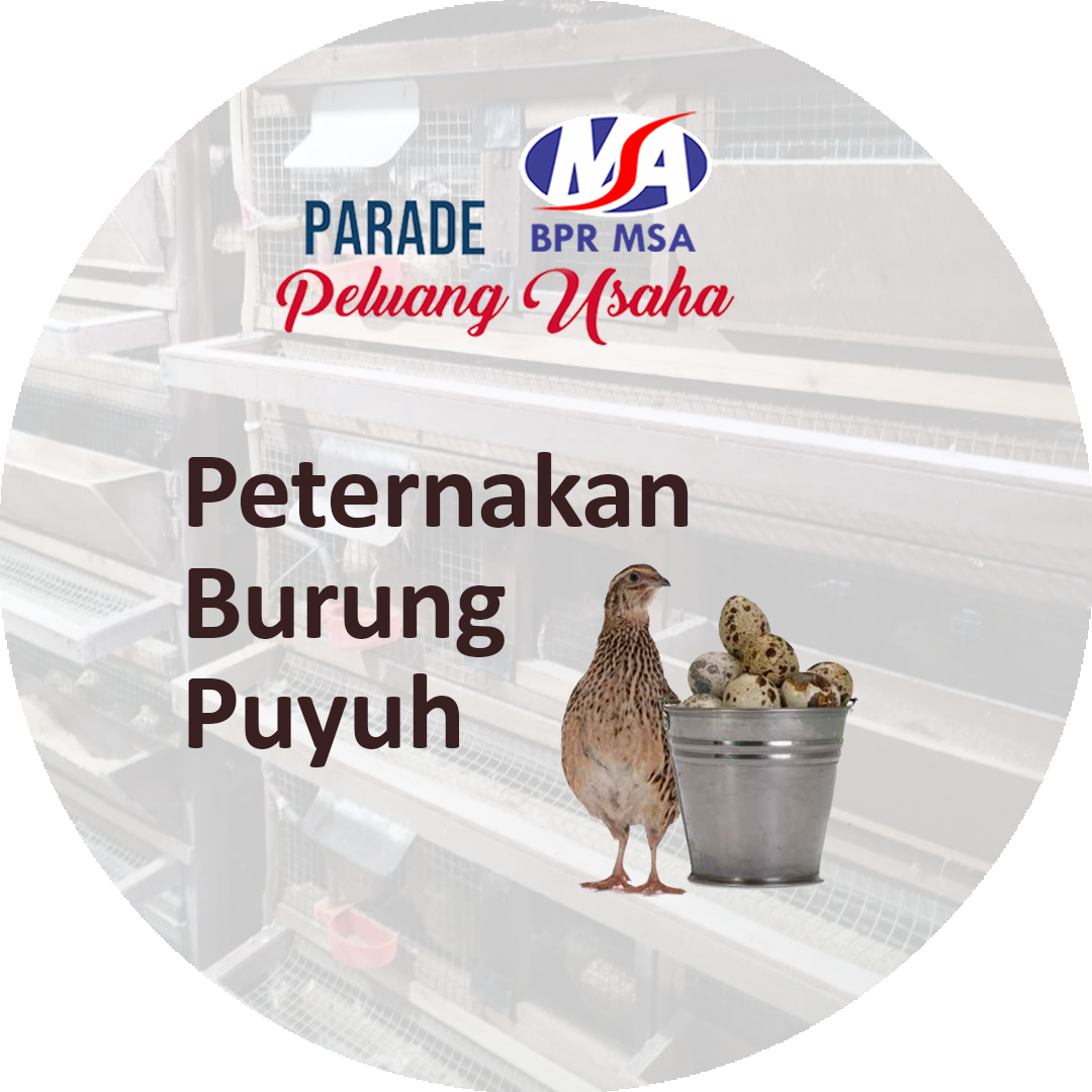 Peternakan Burung Puyuh - BPR MSA Yogyakarta